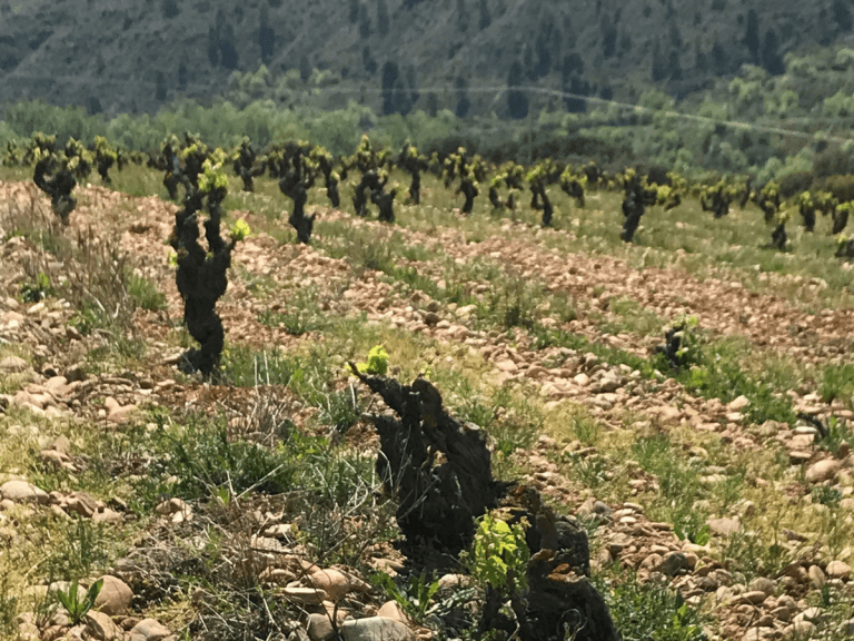 Villota: la magia de la finca se convierte en la verdad del vino ...