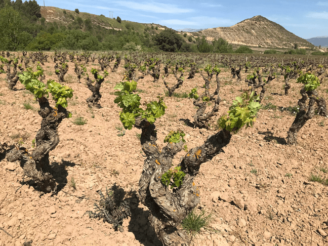 Villota: la magia de la finca se convierte en la verdad del vino ...