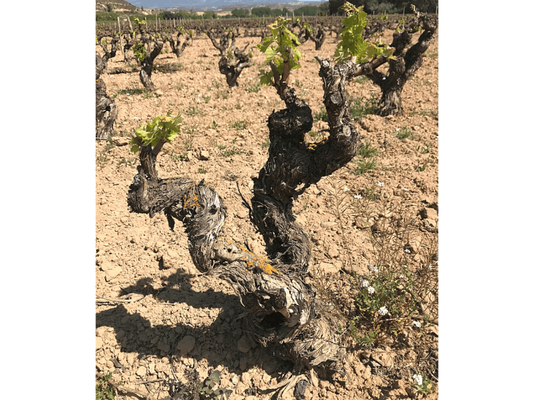 Villota: la magia de la finca se convierte en la verdad del vino ...