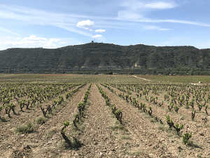 Villota: la magia de la finca se convierte en la verdad del vino ...