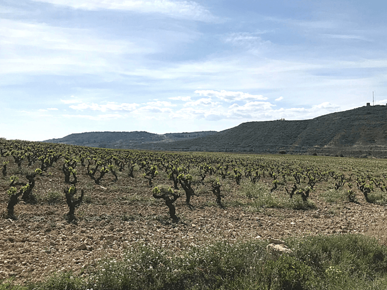 Villota: la magia de la finca se convierte en la verdad del vino ...